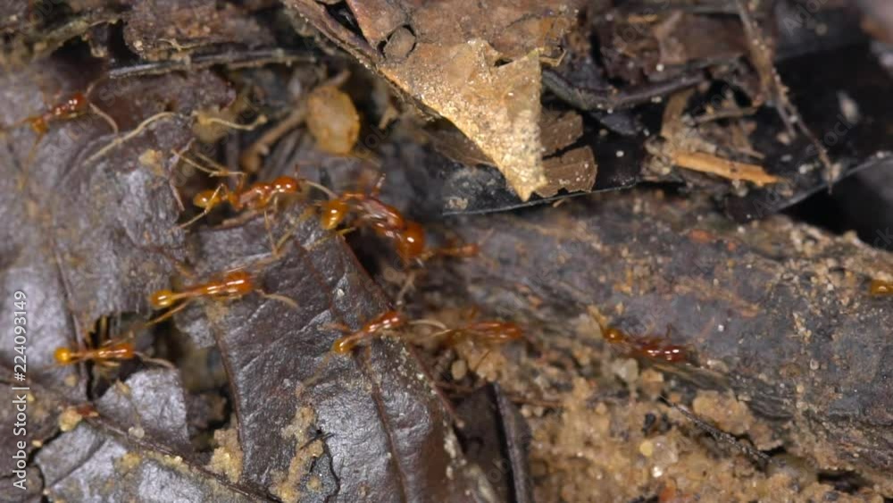 Big-headed ants Pheidole xanthogaster running along the rainforest ...
