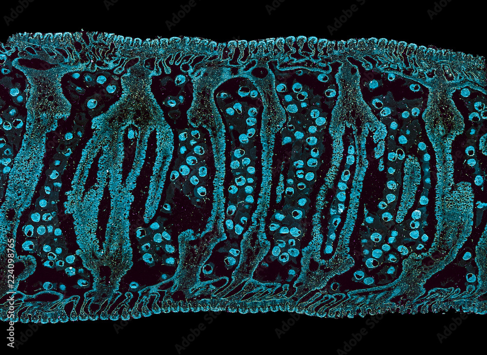 clam gill - cross section cut under the microscope – microscopic view ...