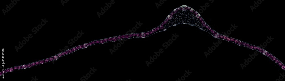 corn leaf - cross section cut under the microscope – microscopic view ...