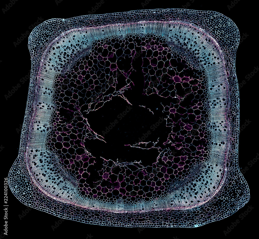 corn mint stem - cross section cut under the microscope – microscopic ...