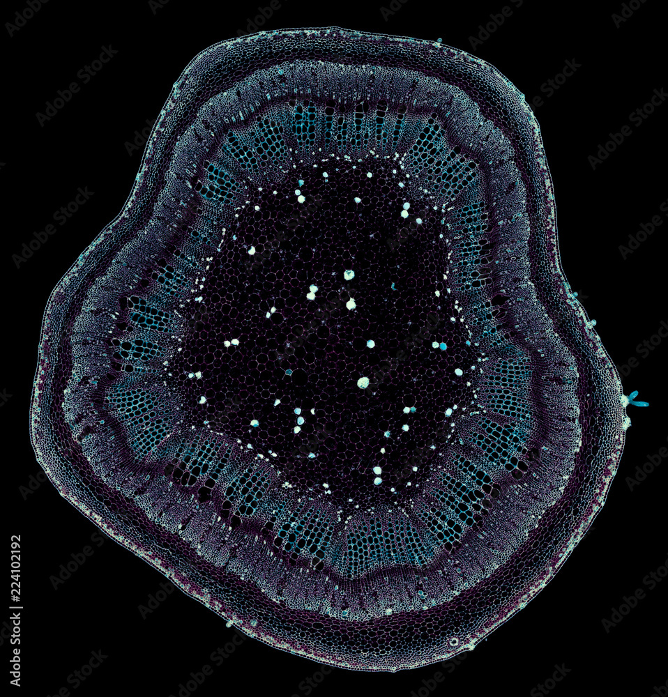 cotton stem - cross section cut under the microscope – microscopic view ...