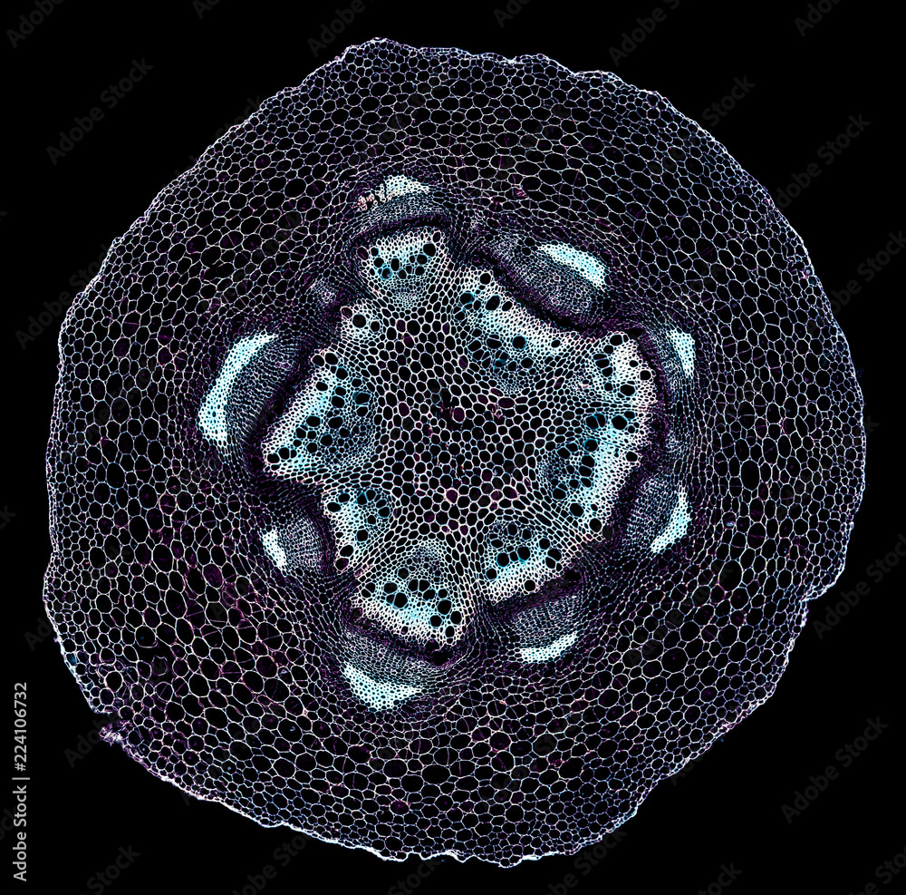 dandelion flower root - cross section cut under the microscope ...