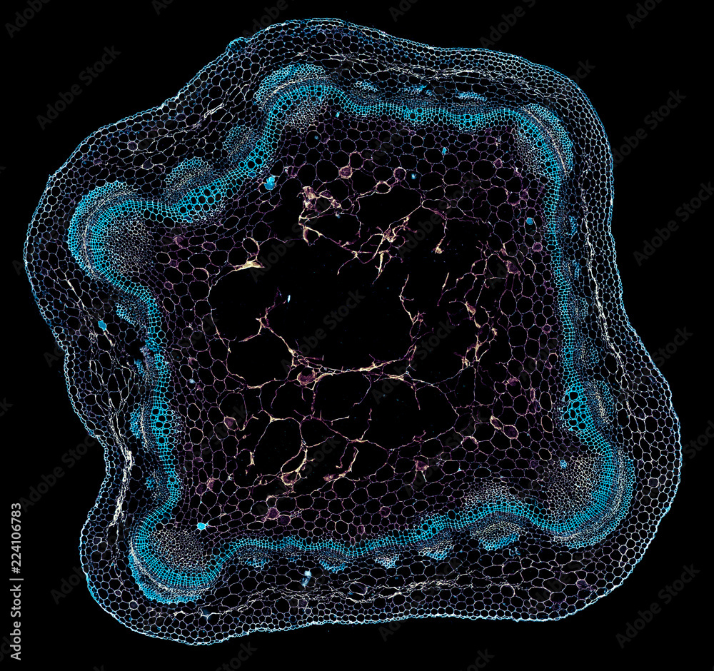 dicot stem - cross section cut under the microscope – microscopic view ...