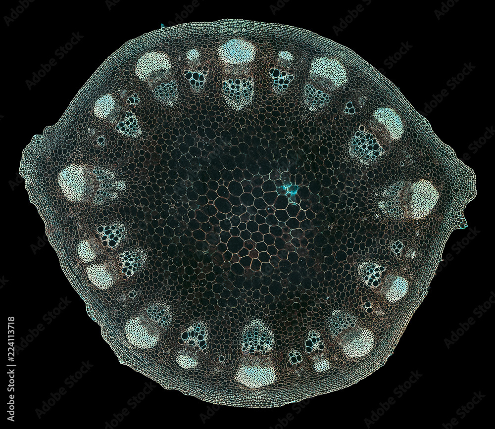 Poster dicotyledon stem - cross section cut under the microscope ...