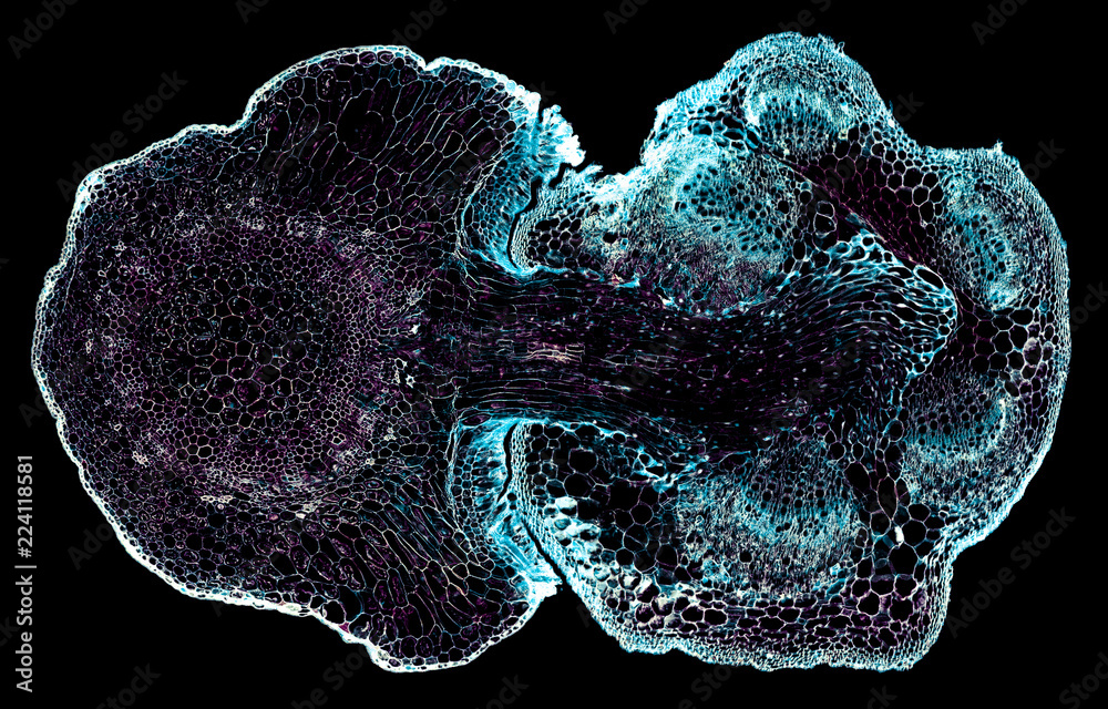 dodder parasitic root - cross section cut under the microscope ...