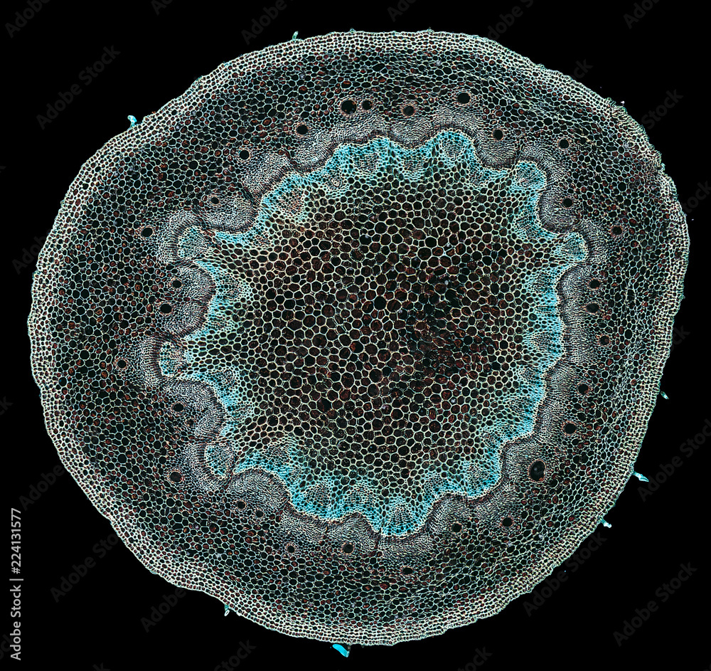 ilex chinensis - cross section cut under the microscope – microscopic ...