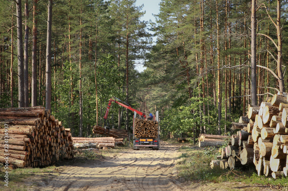Timber harvesting and transportation in forest. Transport of forest ...