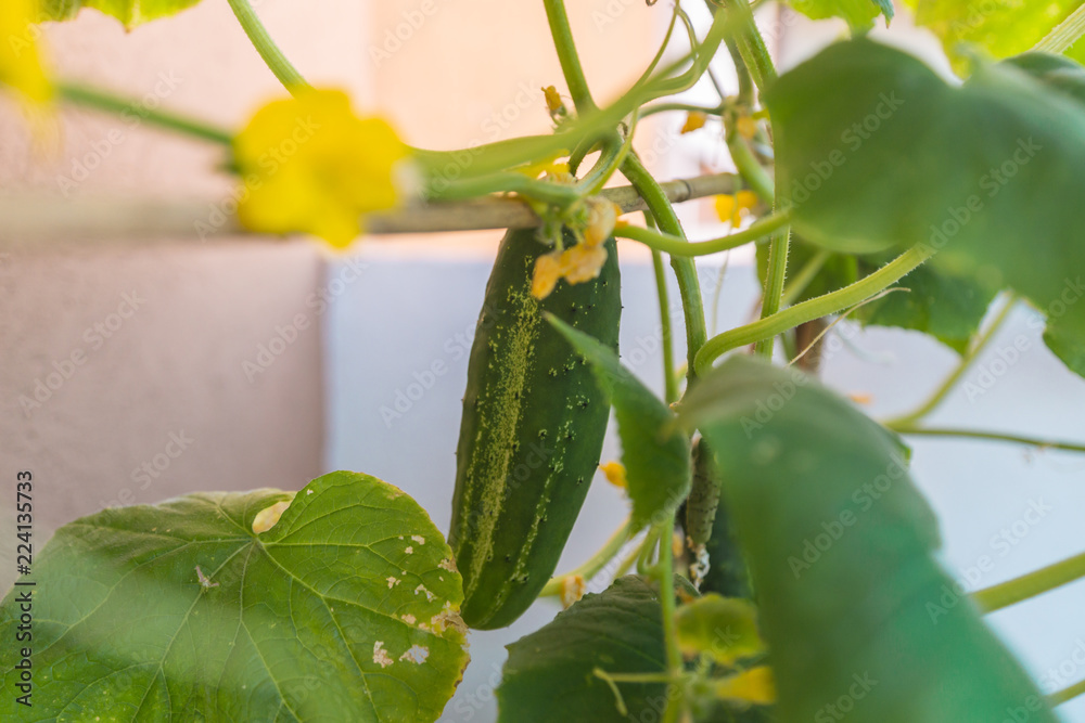 Cucumber, fruit of an organic healthy Cucumis Sativus plant of a ...