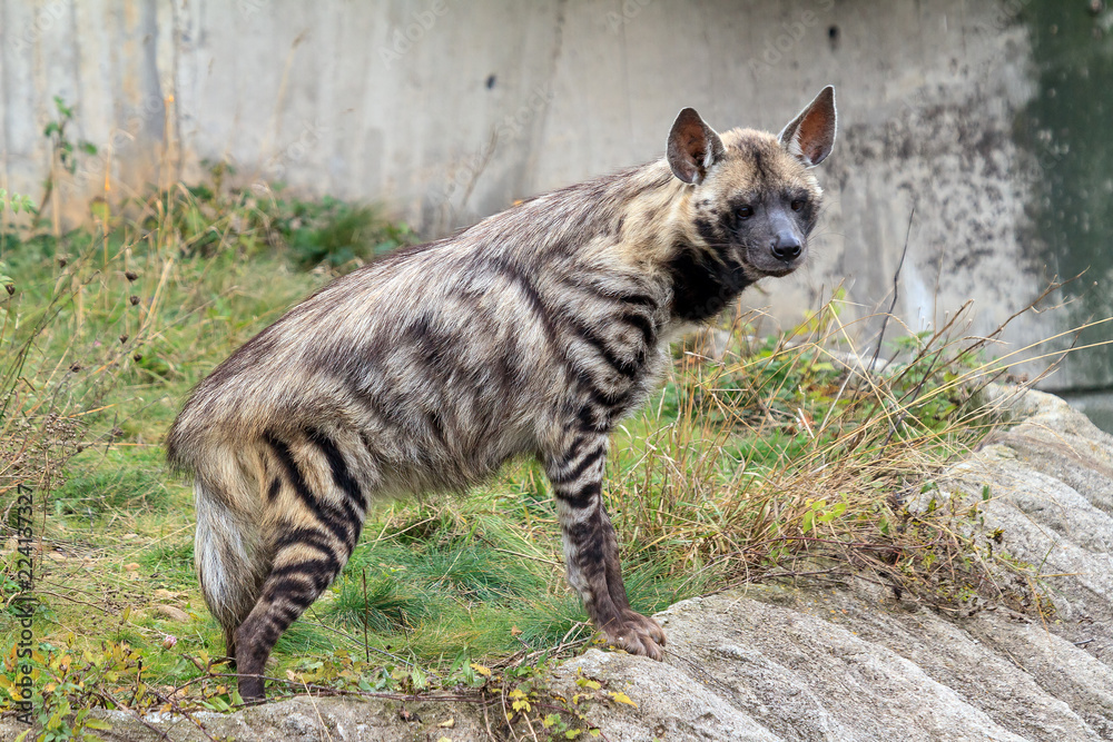 Beautiful side view portrait of the striped hyena (Hyaena hyaena) Stock ...