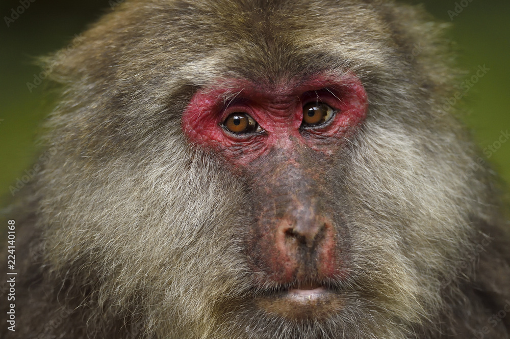 Tibetan Macaque