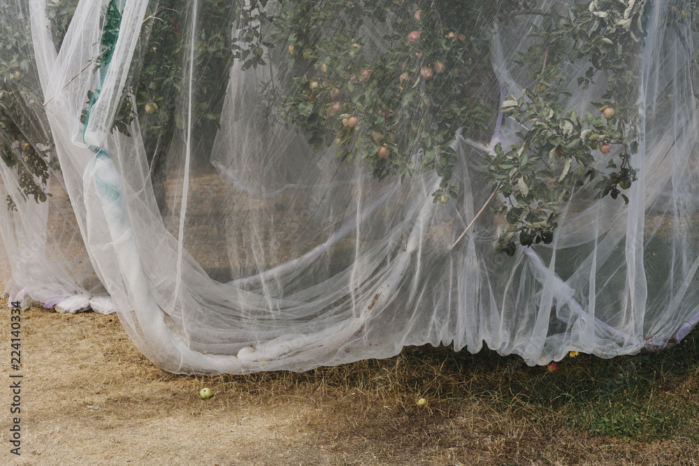 Protective mesh fabric covering apple trees bearing young fruit in ...