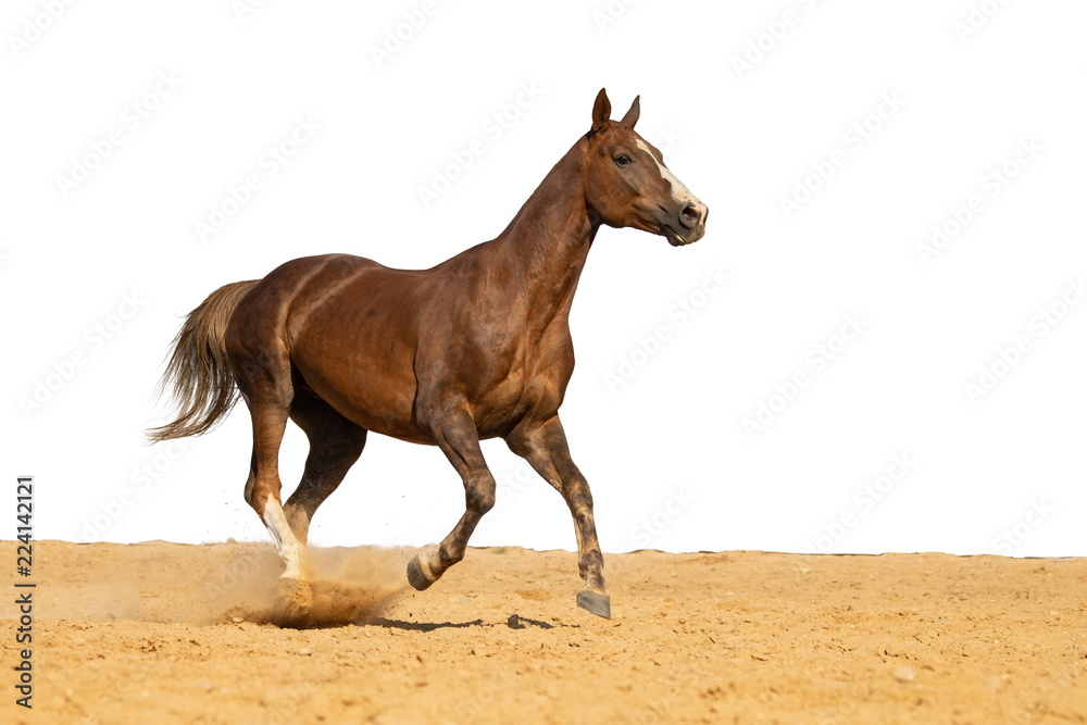 Galloping People