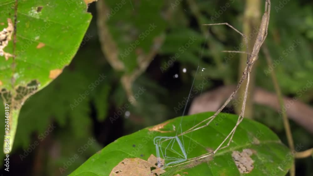 Video „Ogre Faced Spider (Deinopis sp.) holding its web ready to catch ...