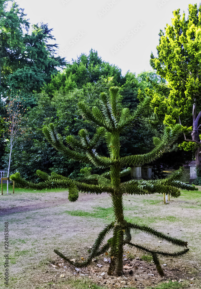 Araucaria araucana called the monkey puzzle tree, monkey tail tree, or ...