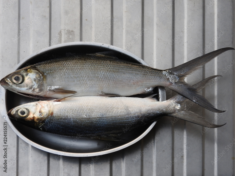 The two fresh raw milkfish (scientific name Chanos chanos) were cleaned ...