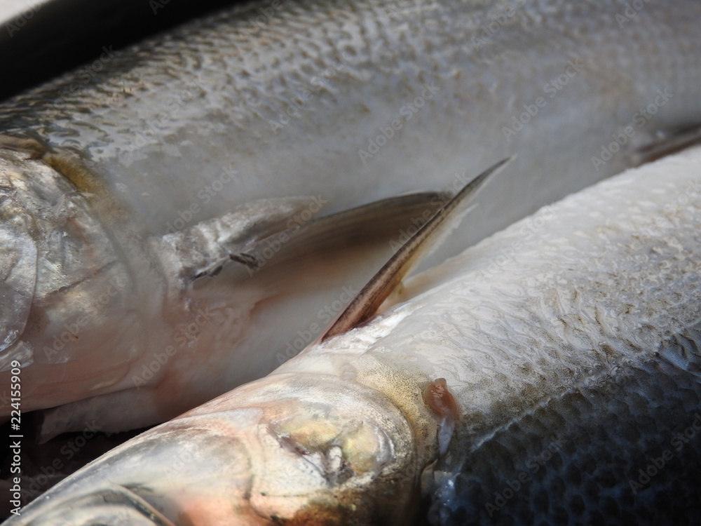 Fresh raw milkfish (scientific name Chanos chanos) were cleaned, the ...
