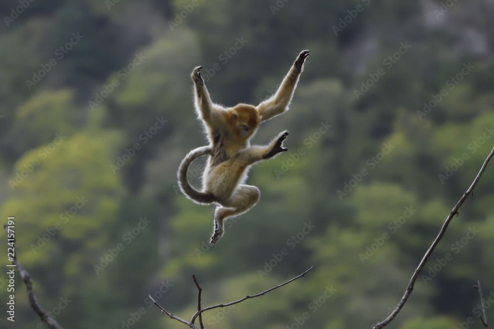 Golden snub nosed monkey jumping, Foping Nature Reserve, China Stock ...