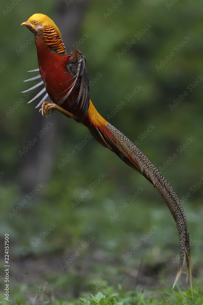 Golden Pheasant Flying