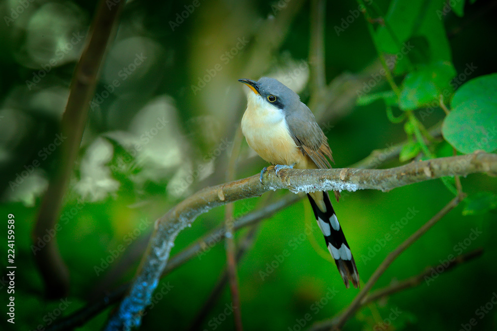 Mangrove cuckoo, Coccyzus minor, rare bir in the forest habitat ...