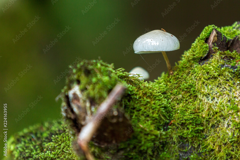 Vit svamp på murken stubbe Stock Photo | Adobe Stock