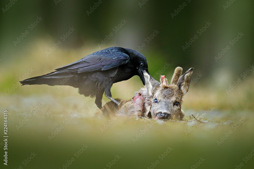 Raven with dead European Roe Deer, carcass in the forest. Black bird ...