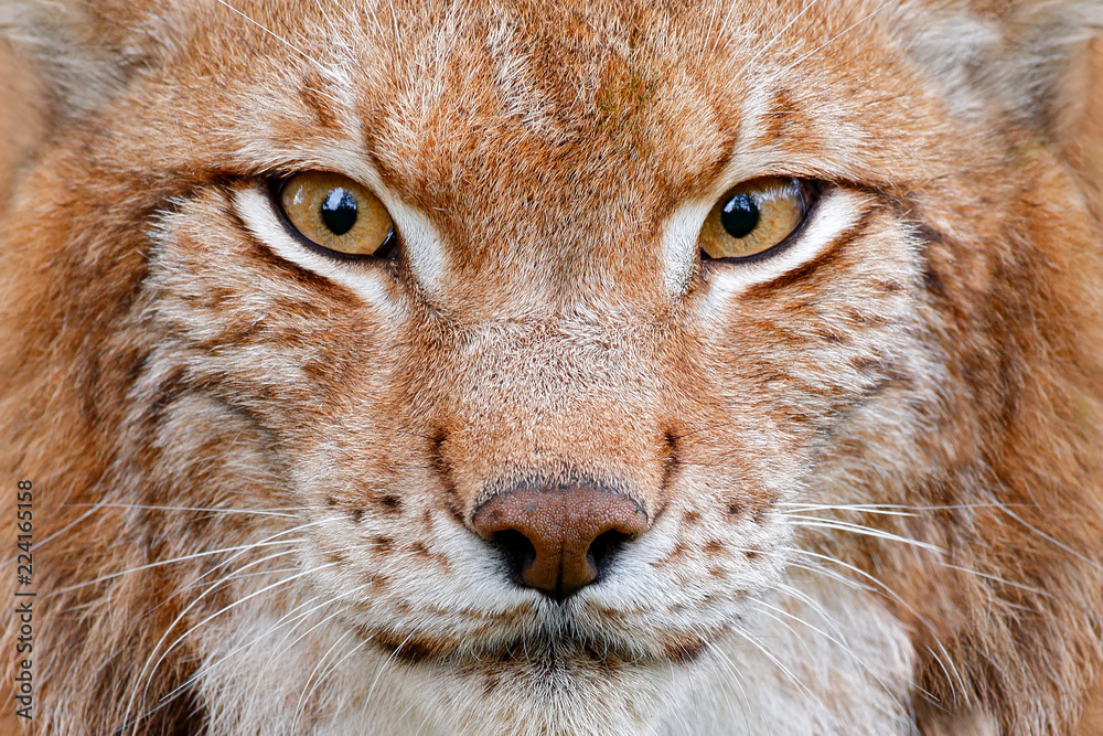 Lynx Eyes