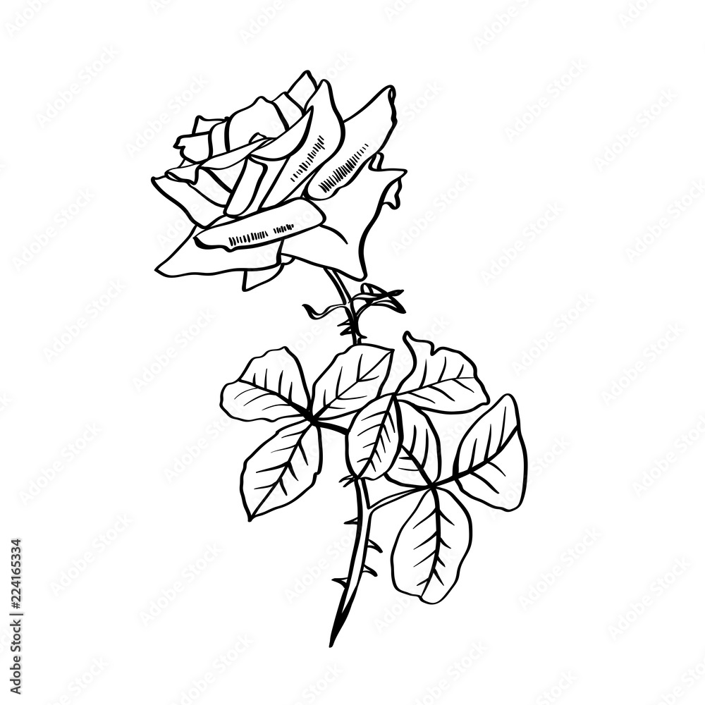 Rose contour line illustration. Barbed flower with leaves. Rose pencil ...