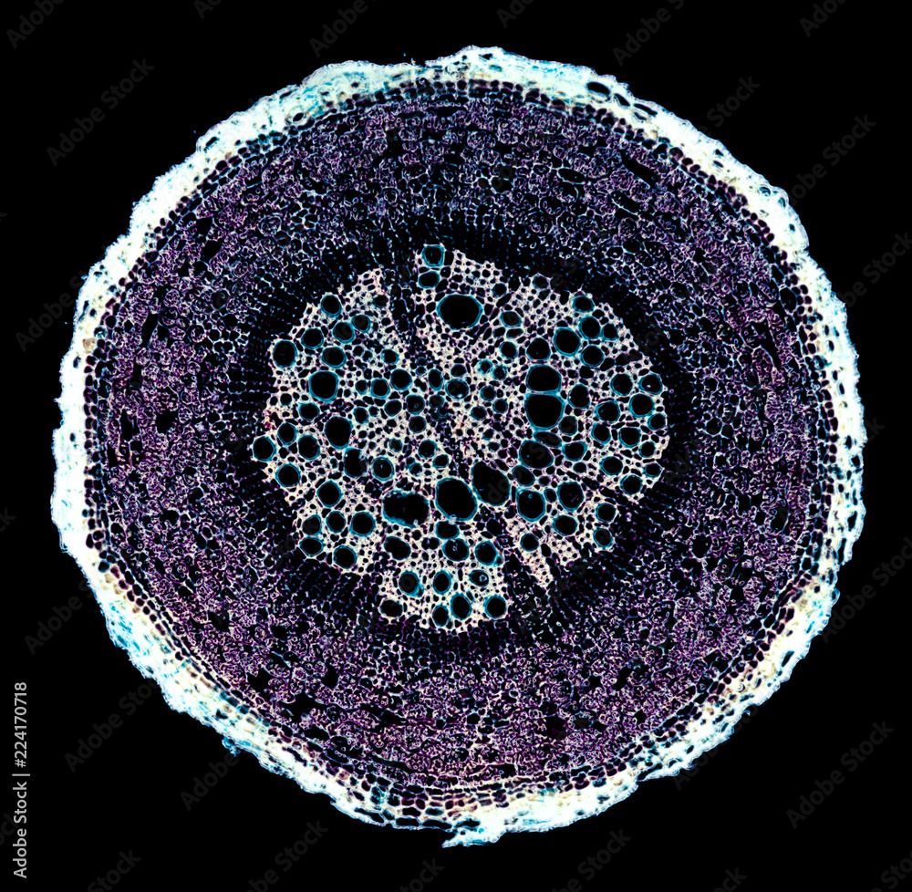 Ranunculus Root Cross Section