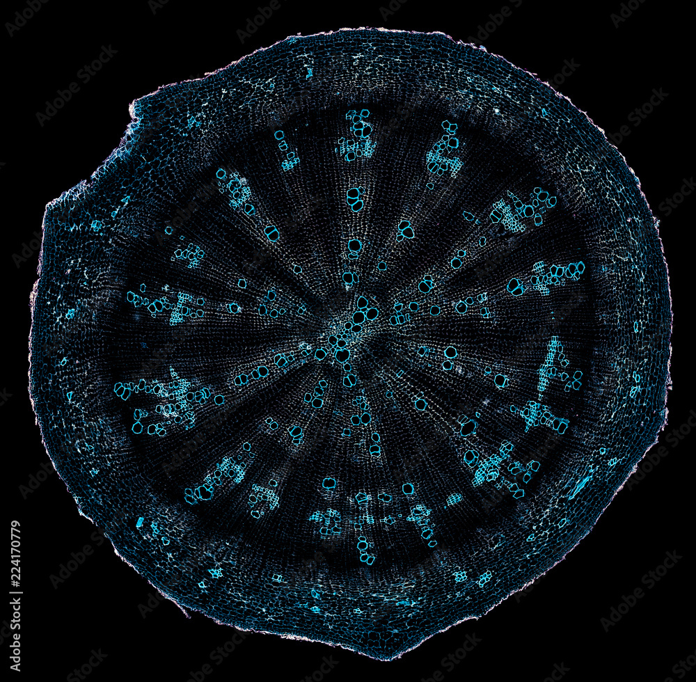 radish root - cross section cut under the microscope – microscopic view ...