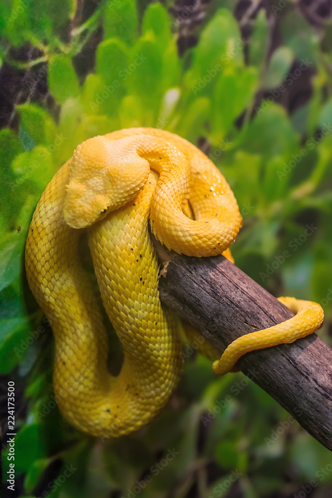 Venomous Bush Viper Snake Stock Photo | Adobe Stock