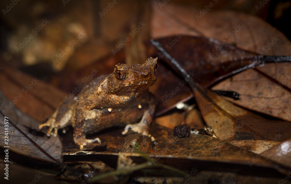 Short legged horned toad Stock Photo | Adobe Stock