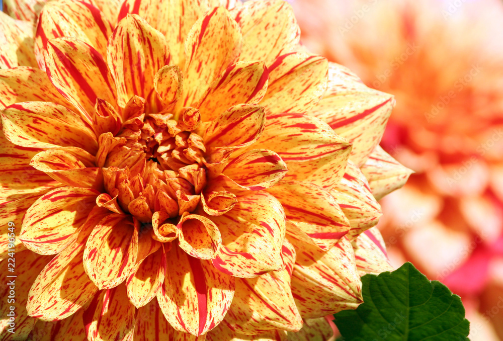 Elijah Flowers | Best Flower Site