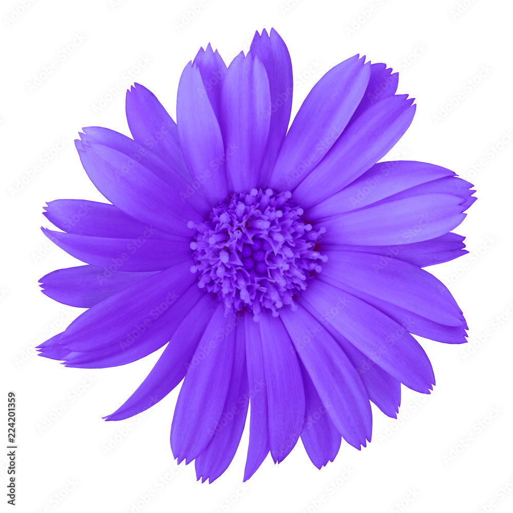 Purple Calendula Flower