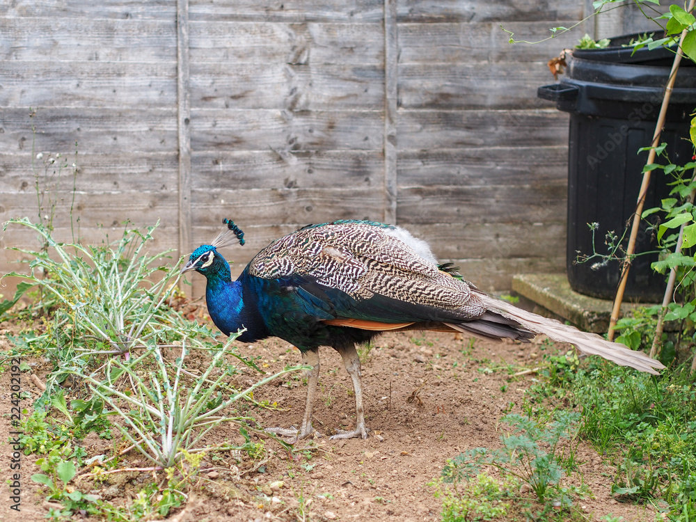Young urban peacock decimating vegetable crop in domestic garden. UK ...