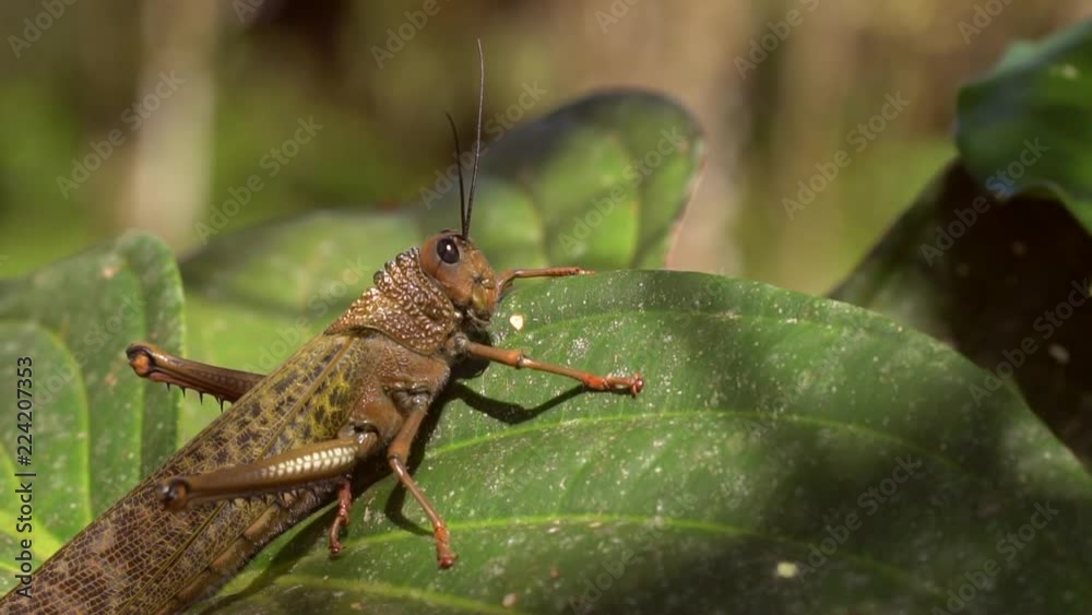 Giant Grasshopper (Tropidacris cristata) One of the worlds largest ...