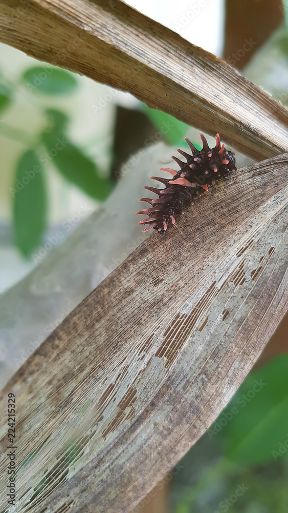 Golden Birdwing or Troides aeacus baby caterpillar is cling up plant ...