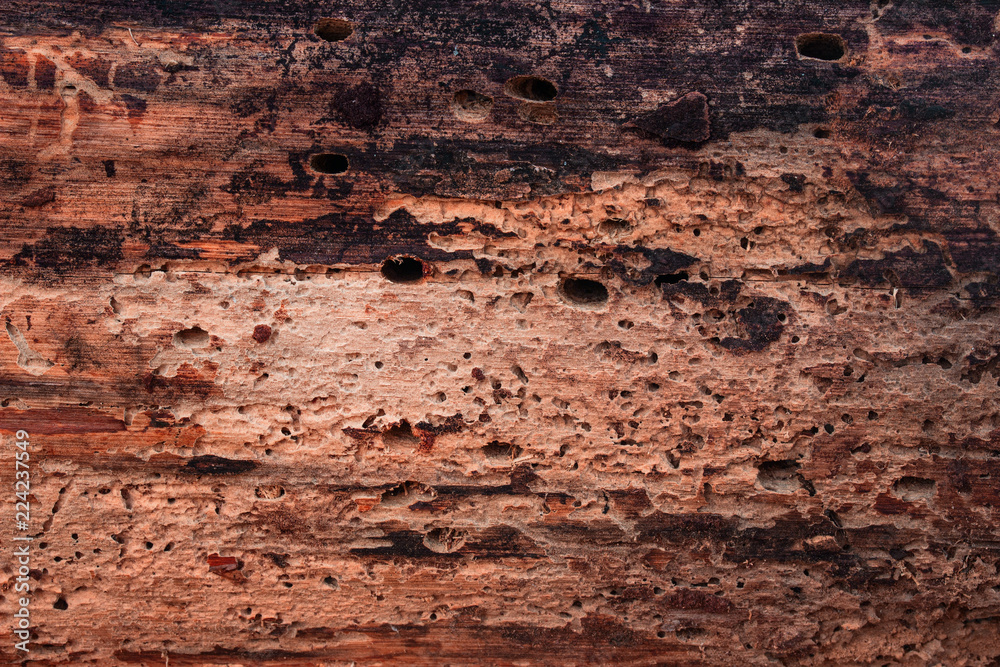 texture of old pine tree bitten by insects and scraped bark natural ...