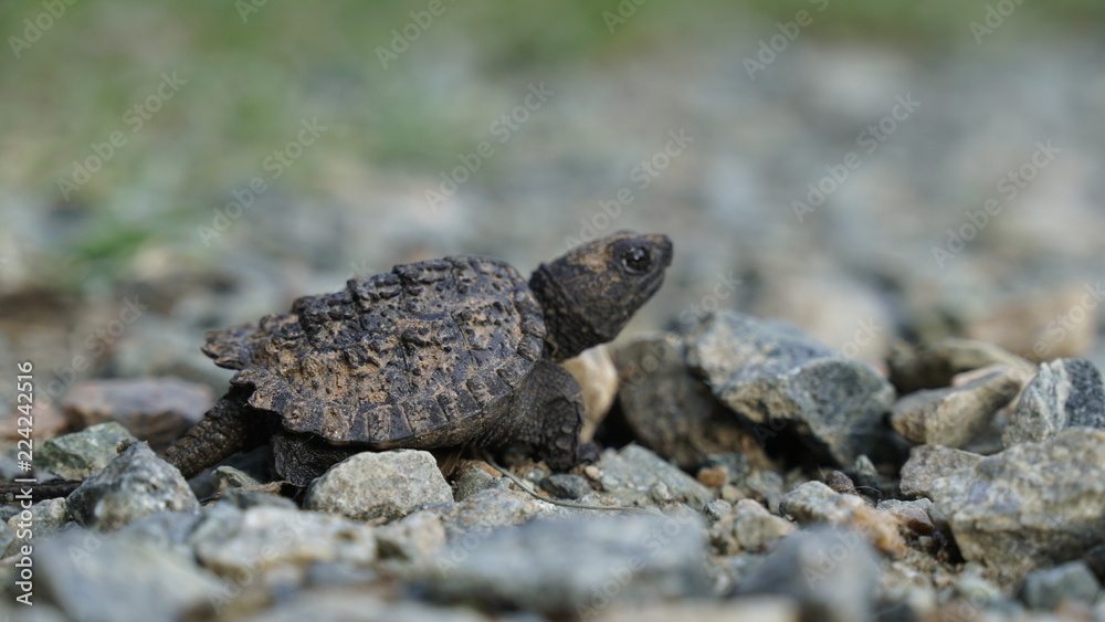 Cute Baby Turtle Stock Photo | Adobe Stock