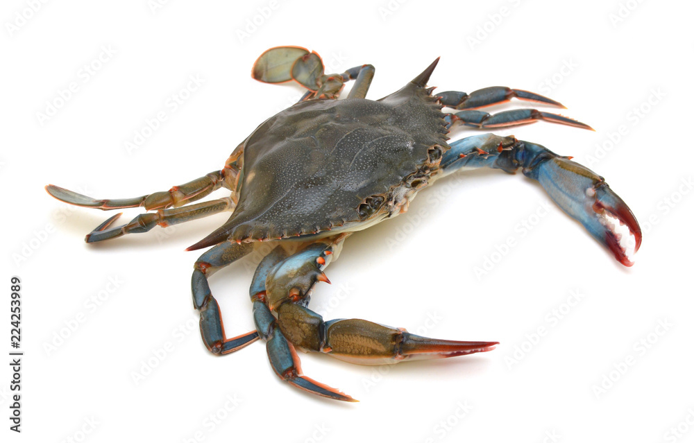 Blue Crab with white background Stock Photo | Adobe Stock