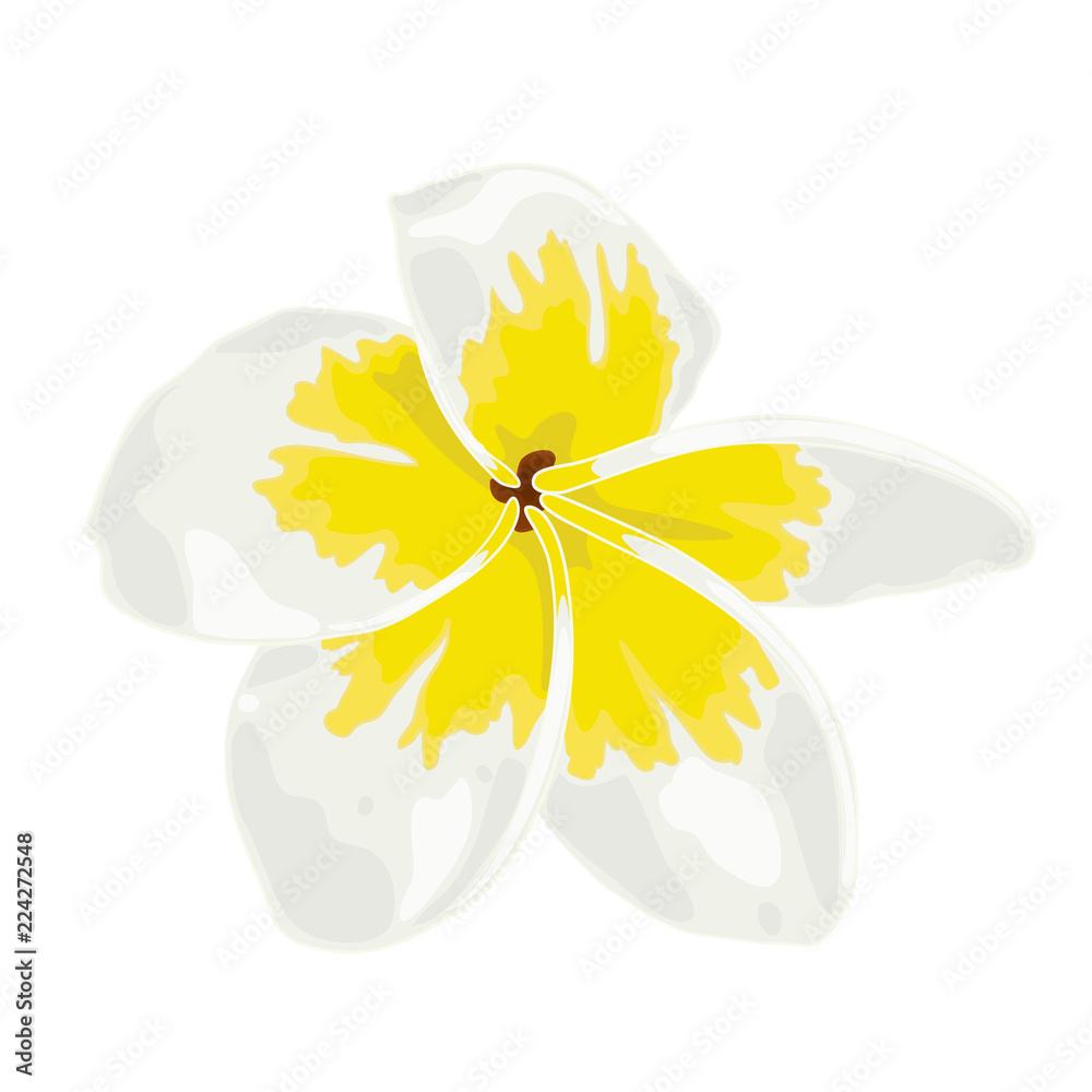 Vector Illustration of Plumeria White, Frangipini. Drawing of Flower of ...