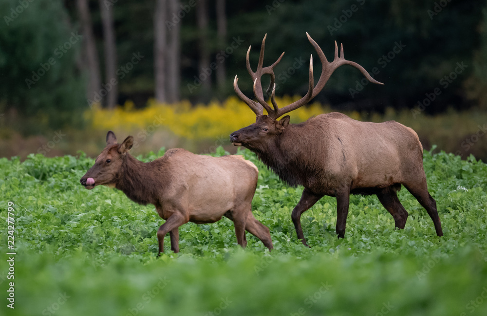 Elk mating with large antlers in the Meadow Stock Photo | Adobe Stock