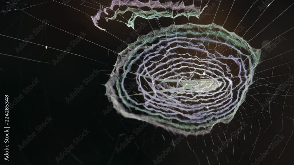 Tropical orb-web spider in its web in the rainforest understory in the ...