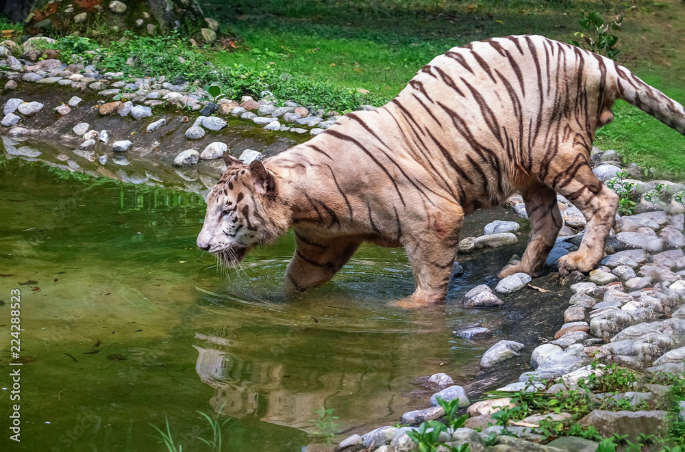 White Bengal tiger steps into swamp water at an Indian wildlife ...