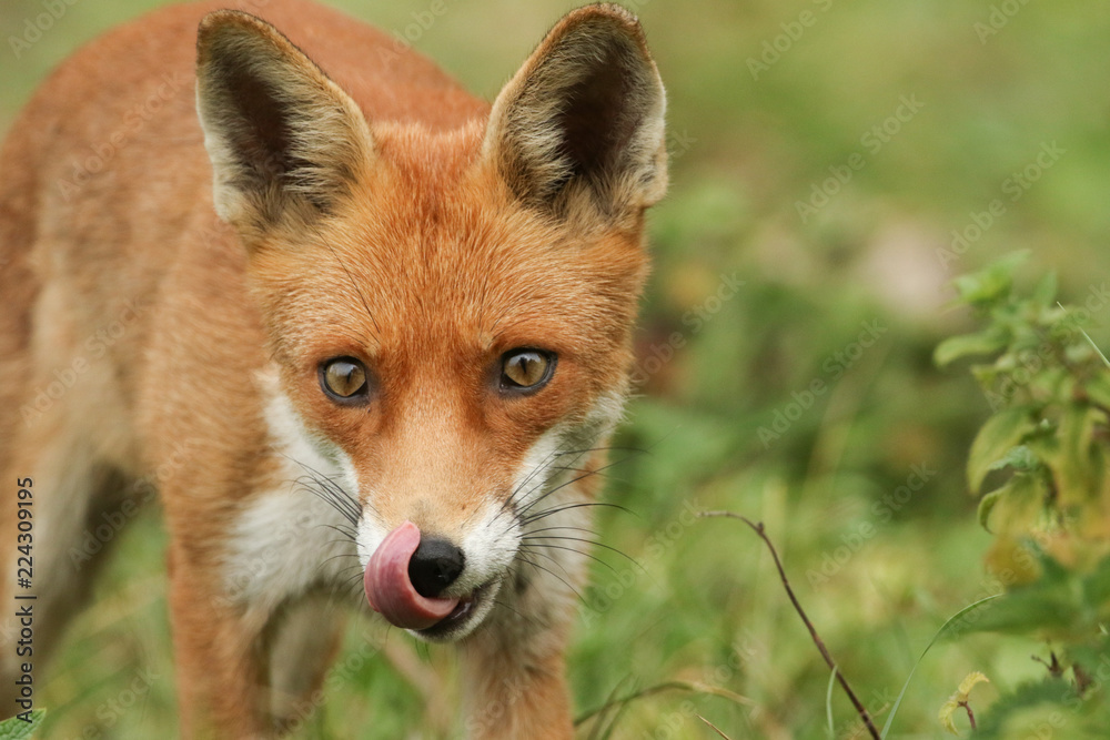Fox Nose