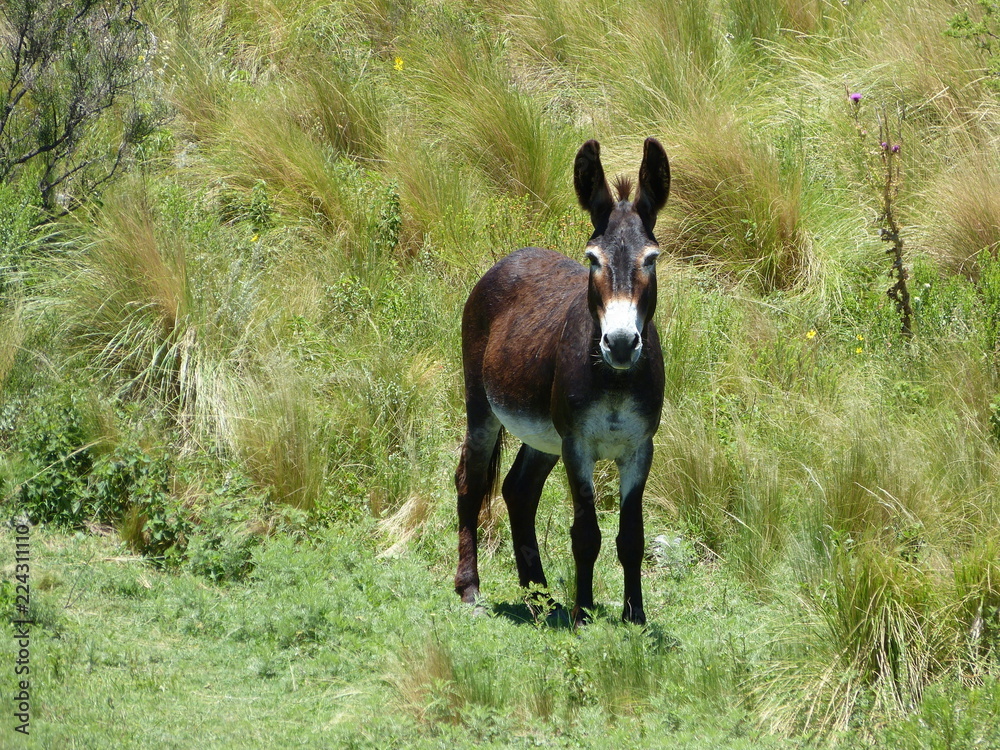 Donkey Butt