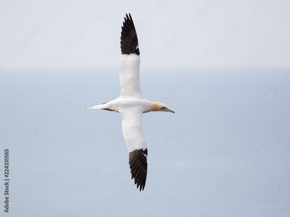 Flight picture from top, gannets have long and narrow wings that attach ...