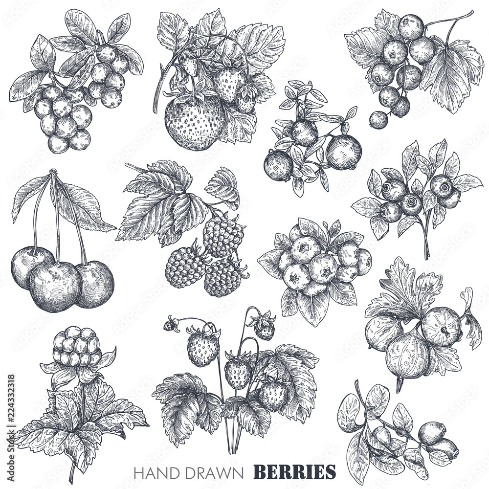 Vector collection of hand drawn sketched berries isolated on white ...