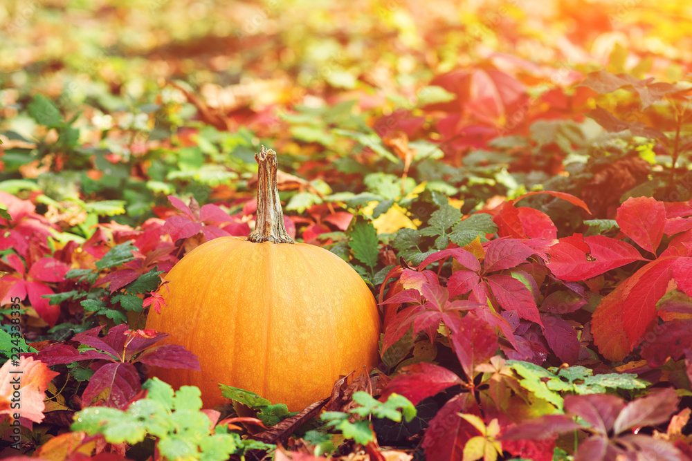 Fall Season Pumpkins
