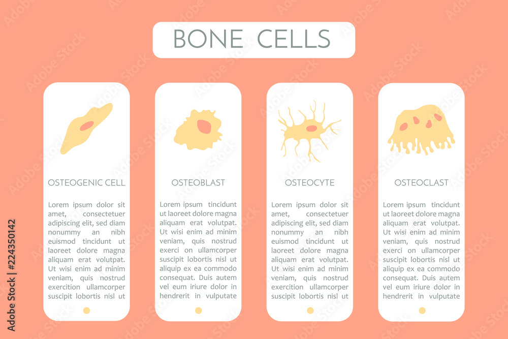 bone cells type a scheme vector illustration Stock Vector | Adobe Stock