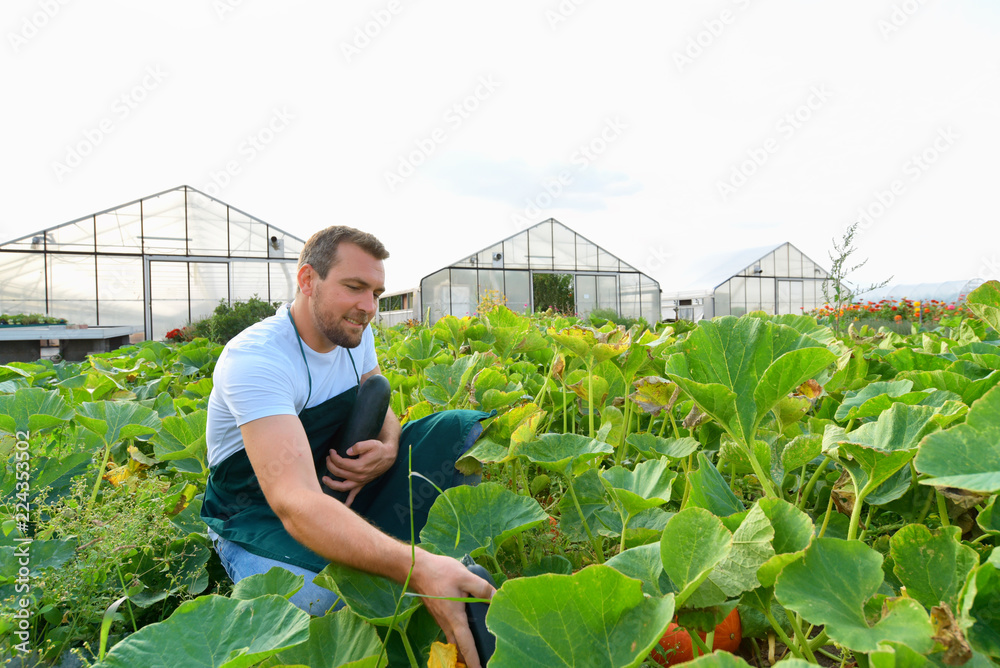 Bauer bei der Ernte von Gemüse auf dem Feld // Farmer harvesting ...